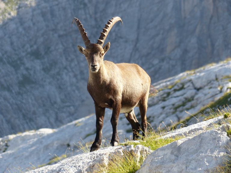 Steckbrief: der Steinbock – Martin Niederkofler 361°